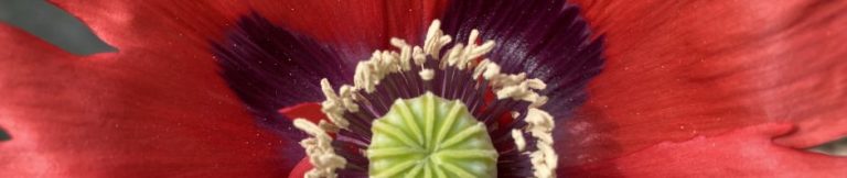 LabOld | Biology 150-Foundations of Biodiversity