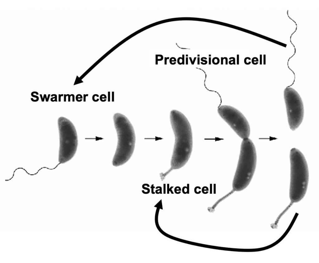 Research | Bowers Lab