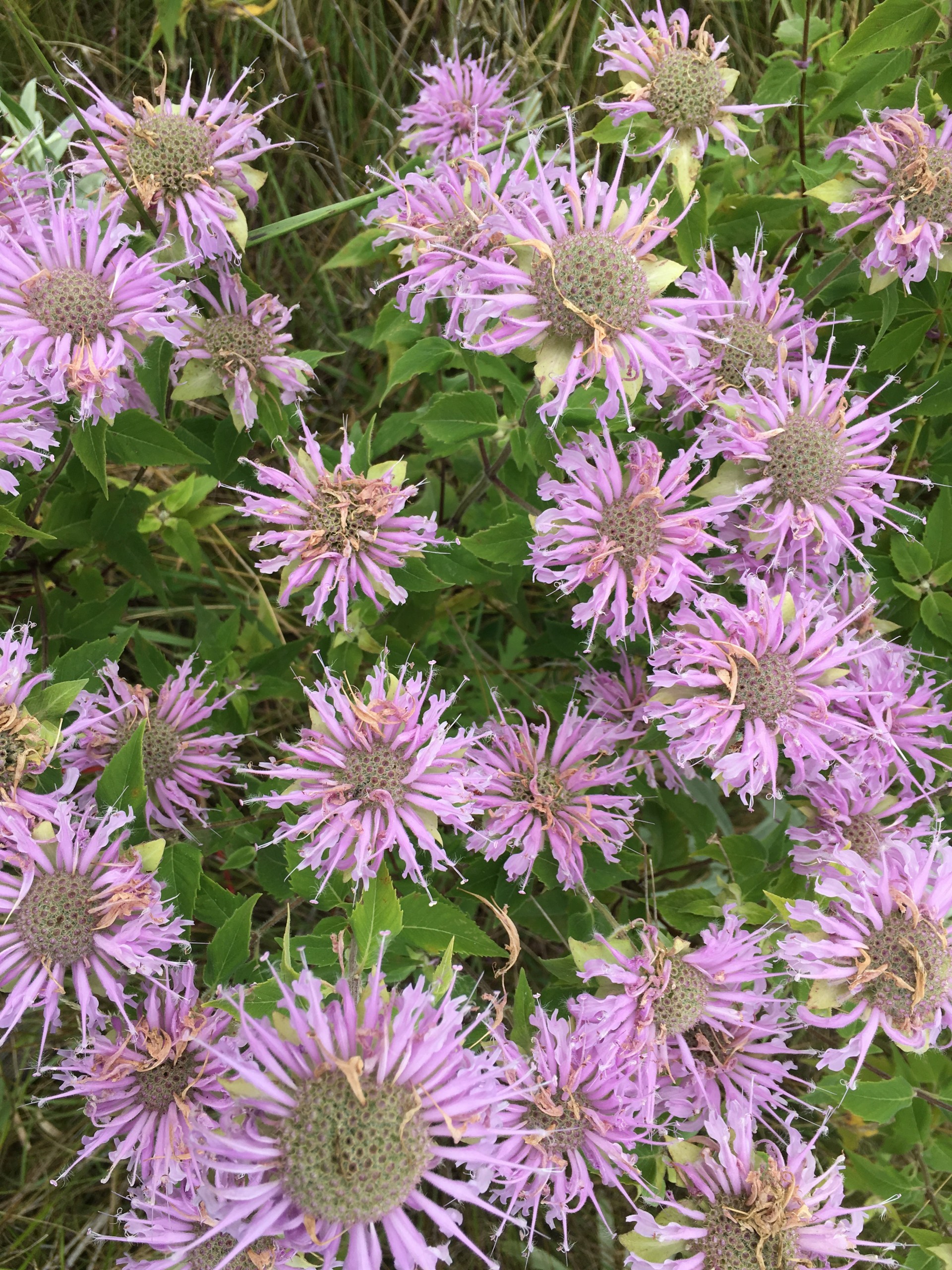 What are the best plants for Minnesota pollinators? | Support ...