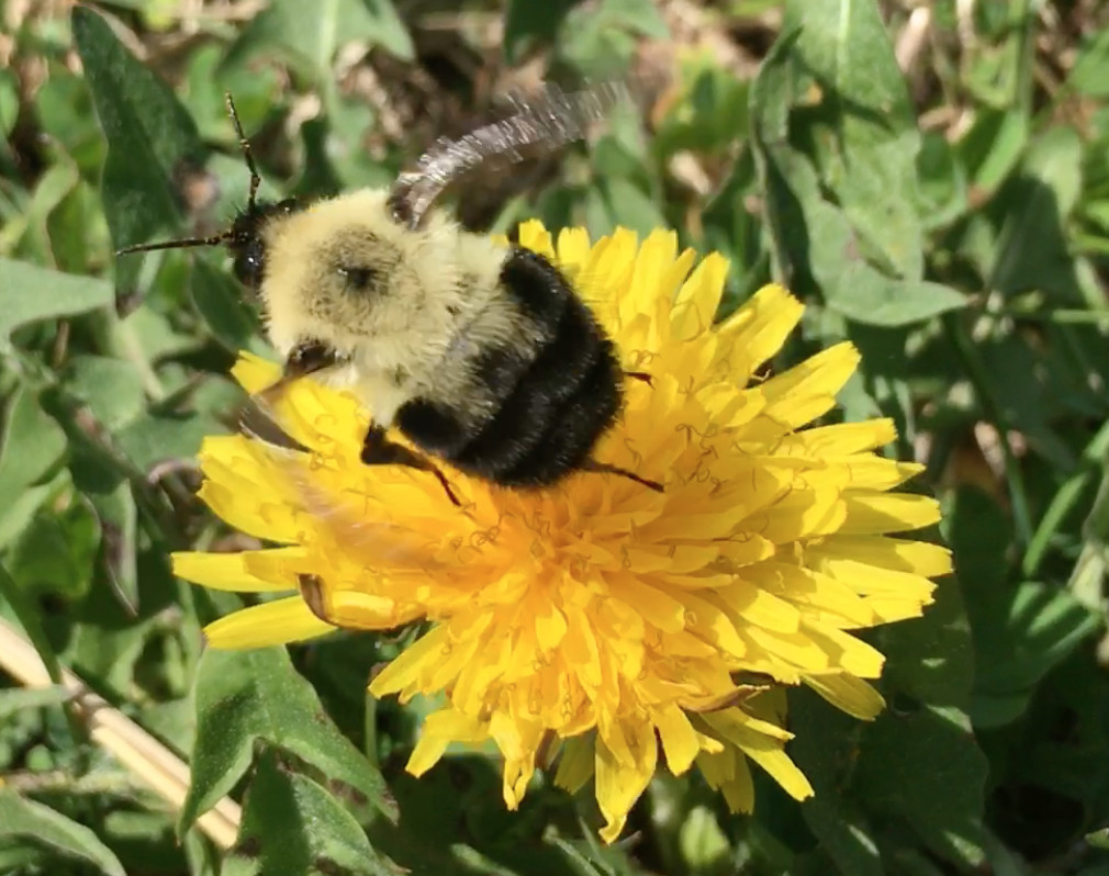 What bees am I likely to see in and around town? | Support Northfield's ...