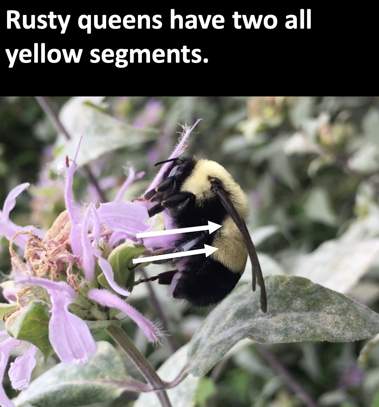 Northfield’s Rusty Patched Bees | Support Northfield's Pollinators 🐝