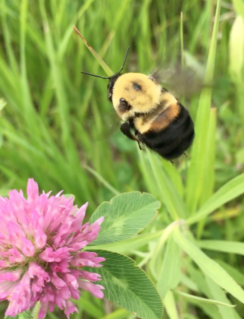 Northfield’s Rusty Patched Bees | Support Northfield's Pollinators 🐝