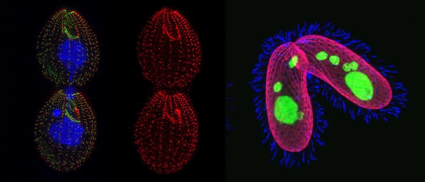 The Biology of Tetrahymena – Eric S. Cole
