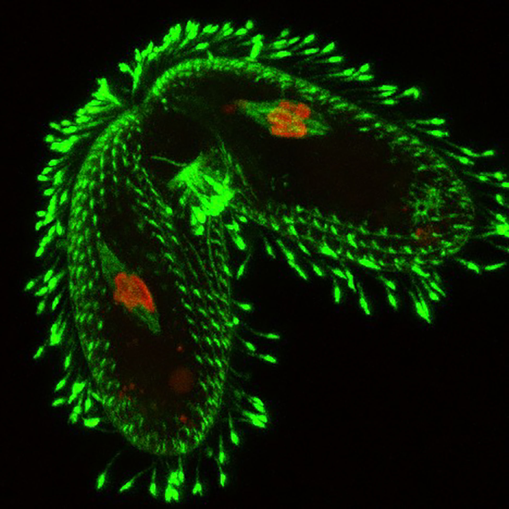 The Biology of Tetrahymena – Eric S. Cole