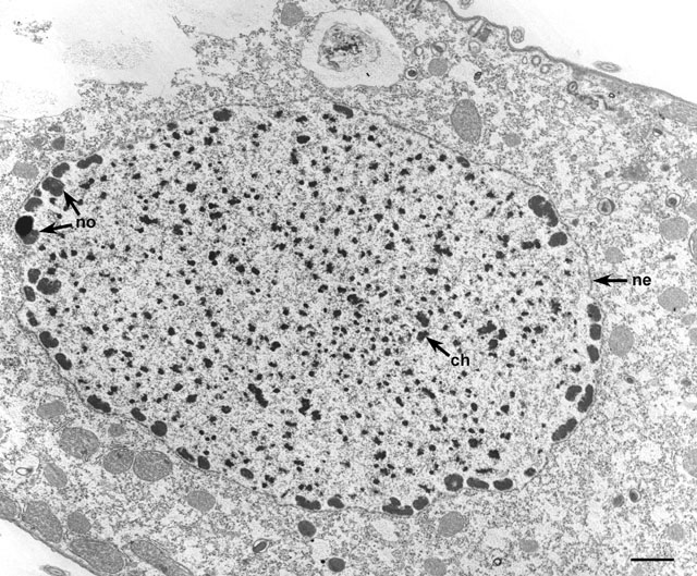 Macronucleus – Eric S. Cole