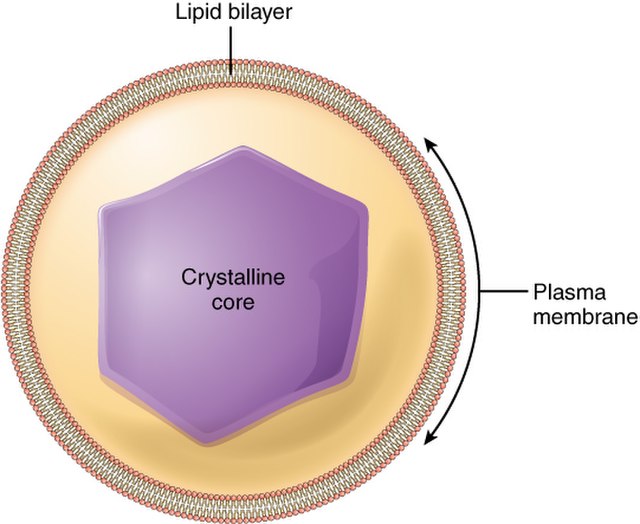 Peroxisome – Eric S. Cole