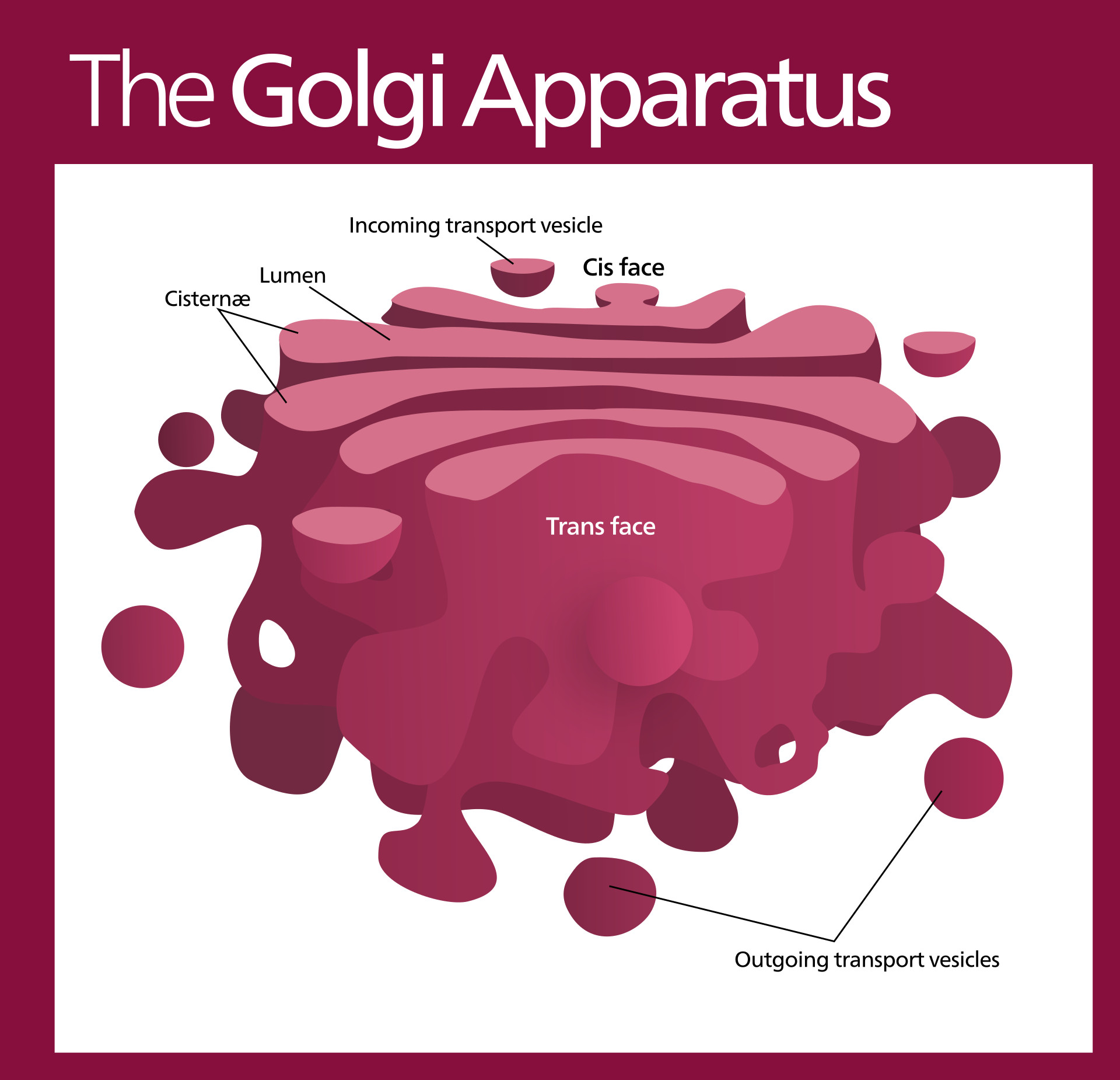 Golgi (Dictyosome) – Eric S. Cole