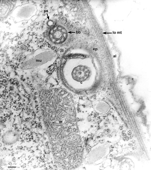 Longitudinal Microtubules – Eric S. Cole