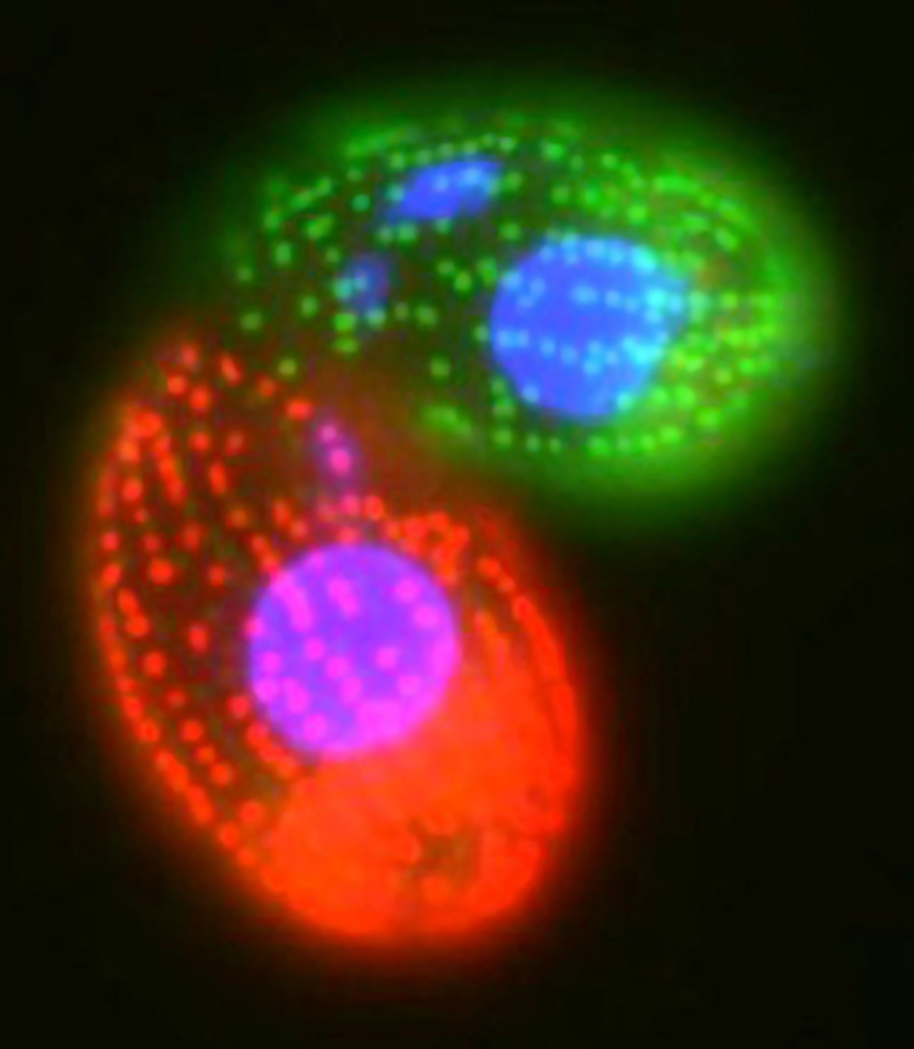 Mitochondrion – Eric S. Cole
