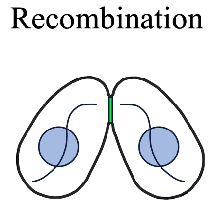 Recombination – Eric S. Cole