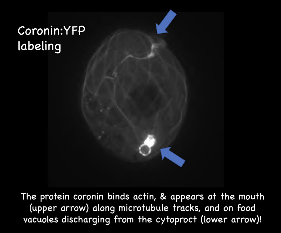 Cytoproct – Eric S. Cole