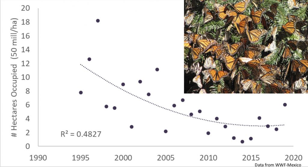 Milkweed Adaptation Research | Emily Mohl